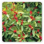 Shrubs – GenesEvergreens